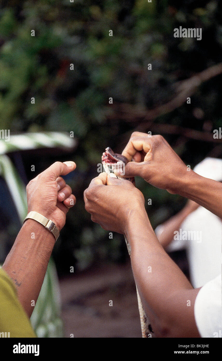 Holding A Dead Snake High Resolution Stock Photography and Images - Alamy