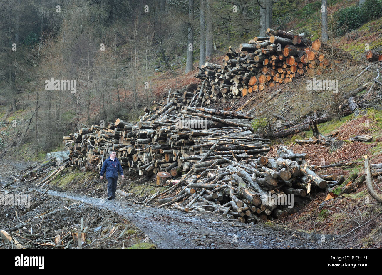 Cut down logs in forest hi-res stock photography and images - Alamy