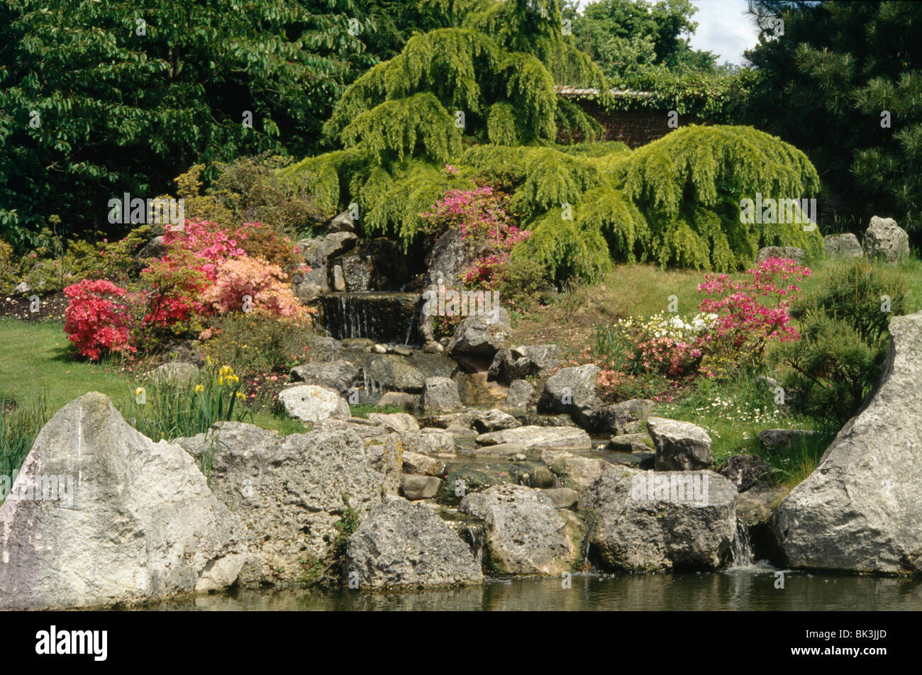 Weeping cedar and colorful azaleas on banks of small waterfall in large ...