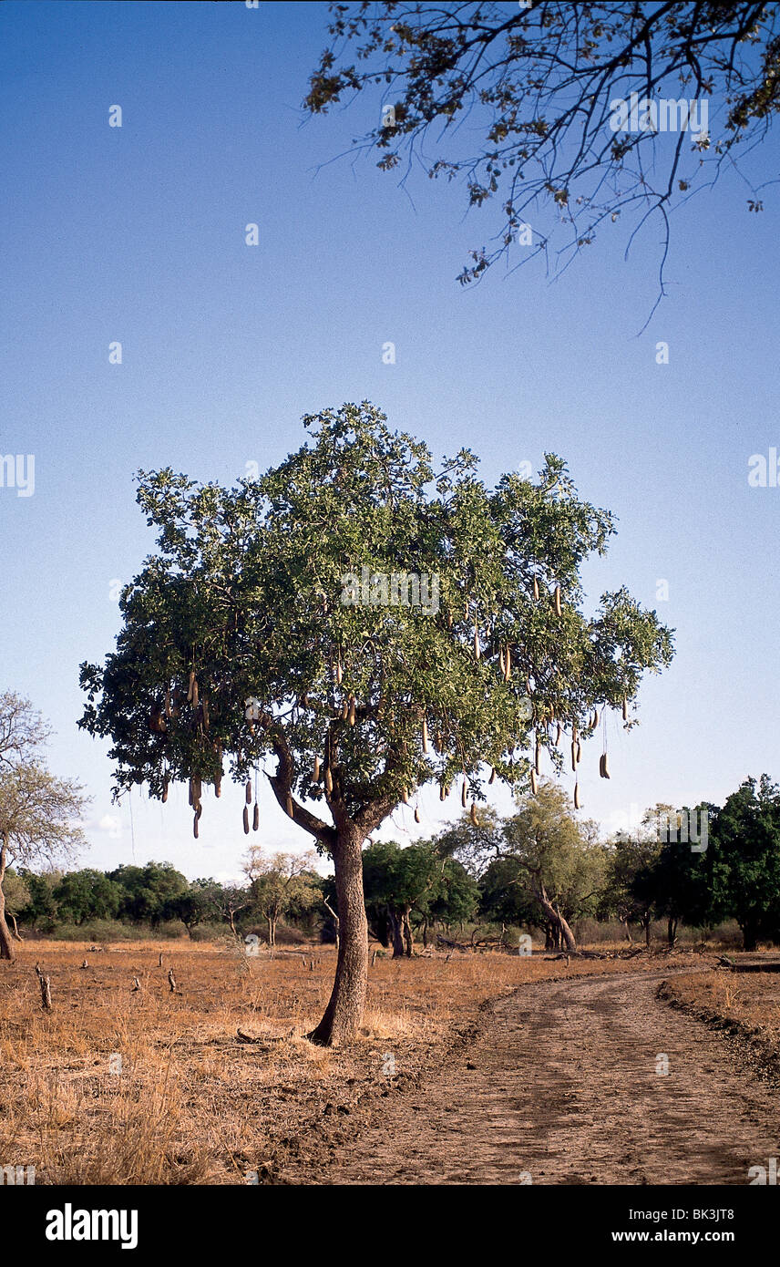 Rural landscape with a Sausage Tree with poisonous fruit in Zambia ...