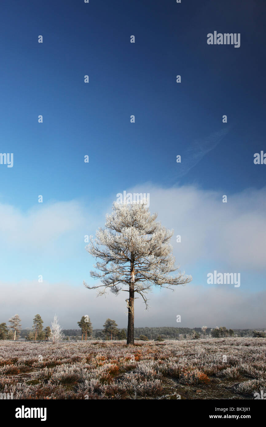 Single tree with hoar frost hi-res stock photography and images - Alamy