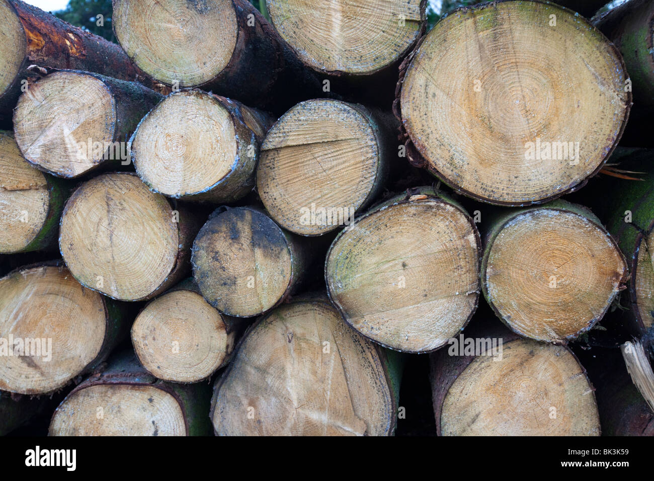 Deforestation, trees being chopped down to make way for farm land and ...