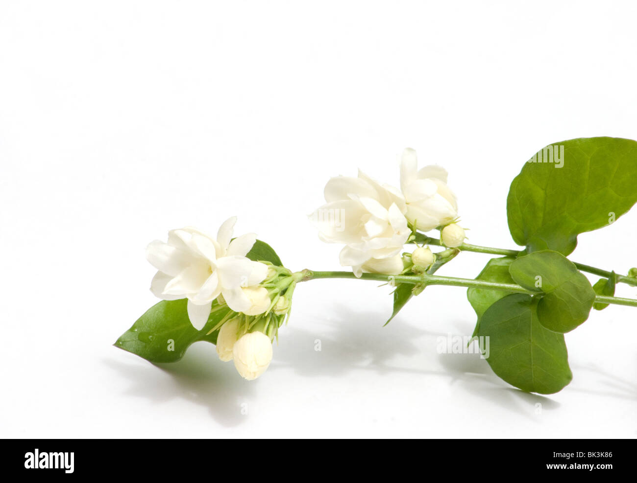 Arabian Jasmine flowers on white background Stock Photo - Alamy