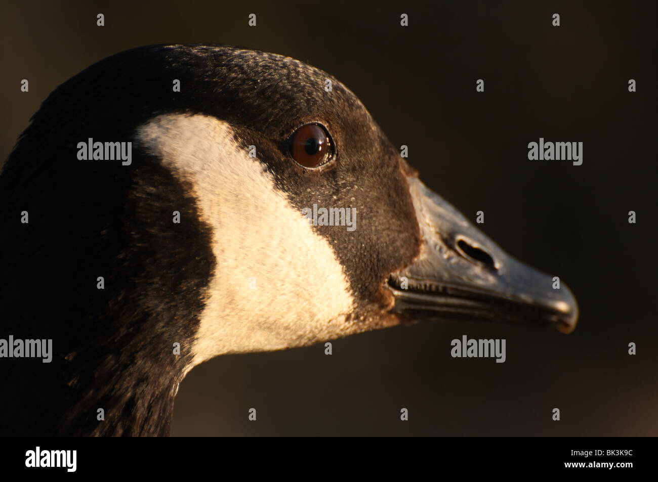 Closeup close up close up face head shot headshot hi-res stock ...