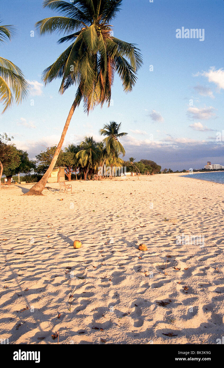 Trinidad beach plants hi-res stock photography and images - Alamy
