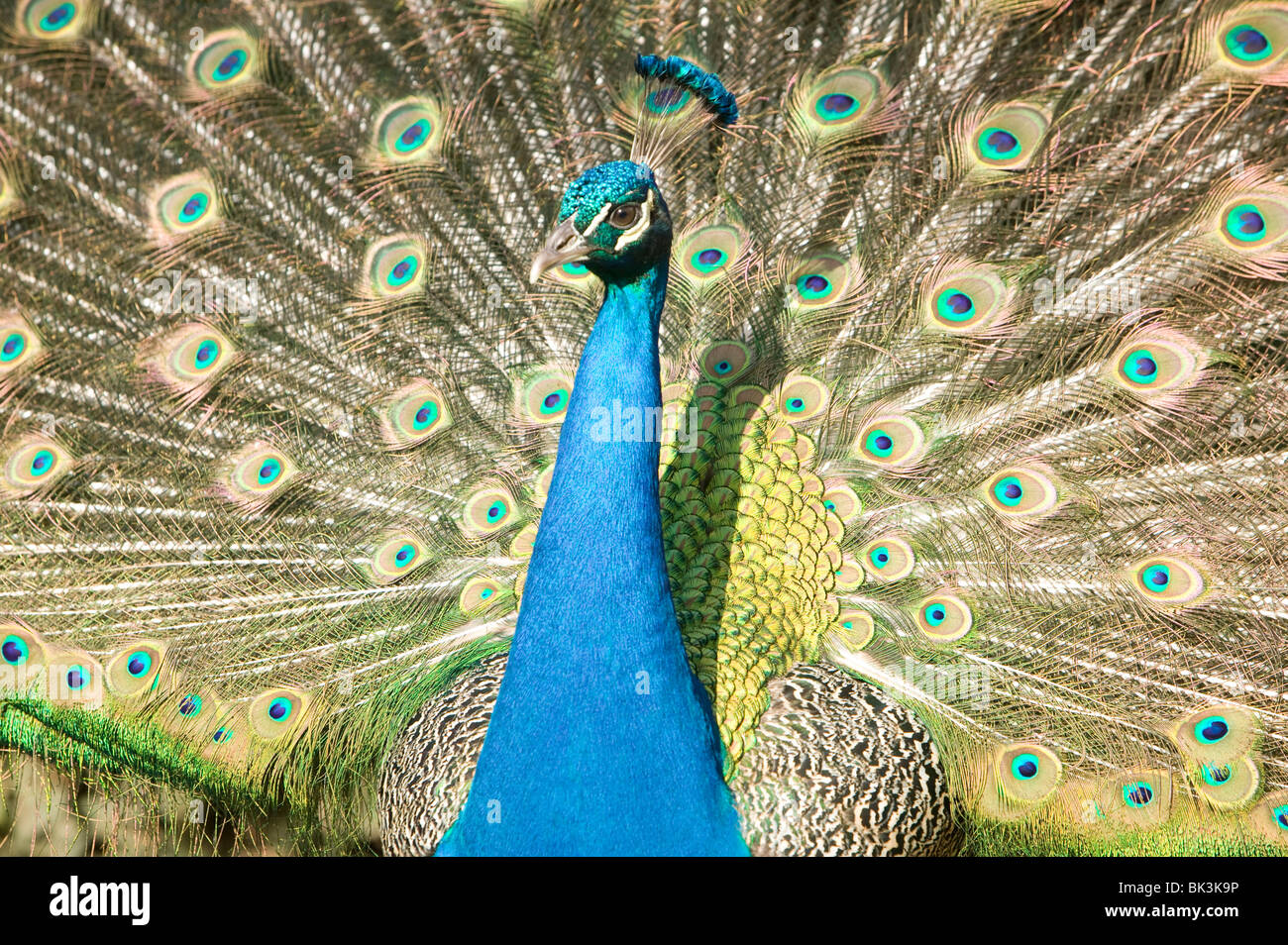 peacock animal color bird royal feathers nature Stock Photo - Alamy