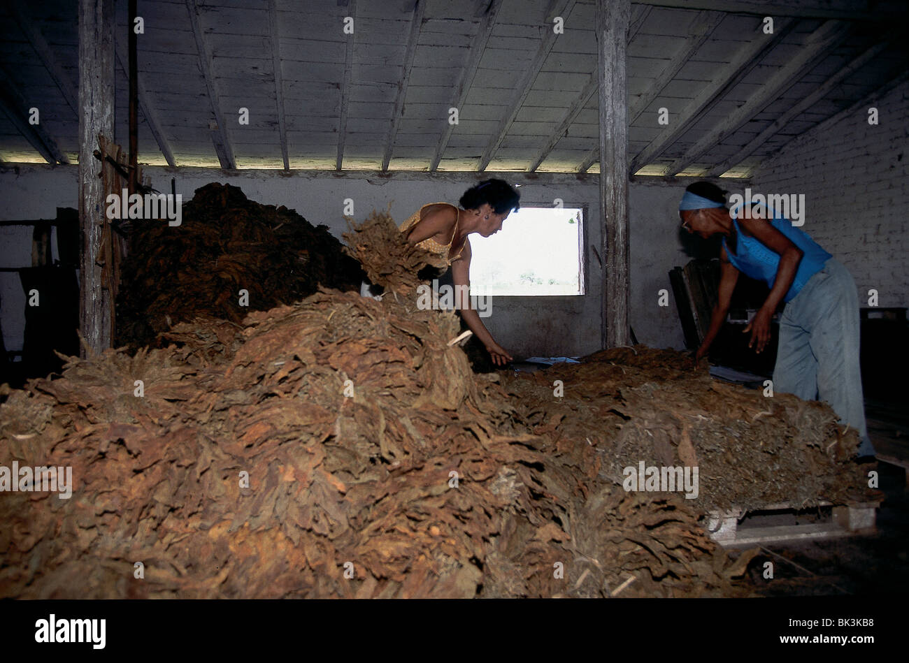 Tobacco processing products hi-res stock photography and images - Alamy