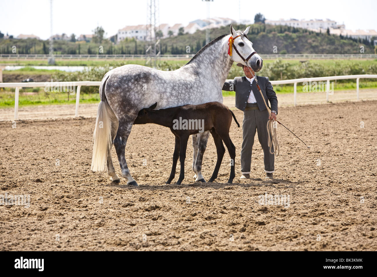Tamer, mare and foal Stock Photo - Alamy