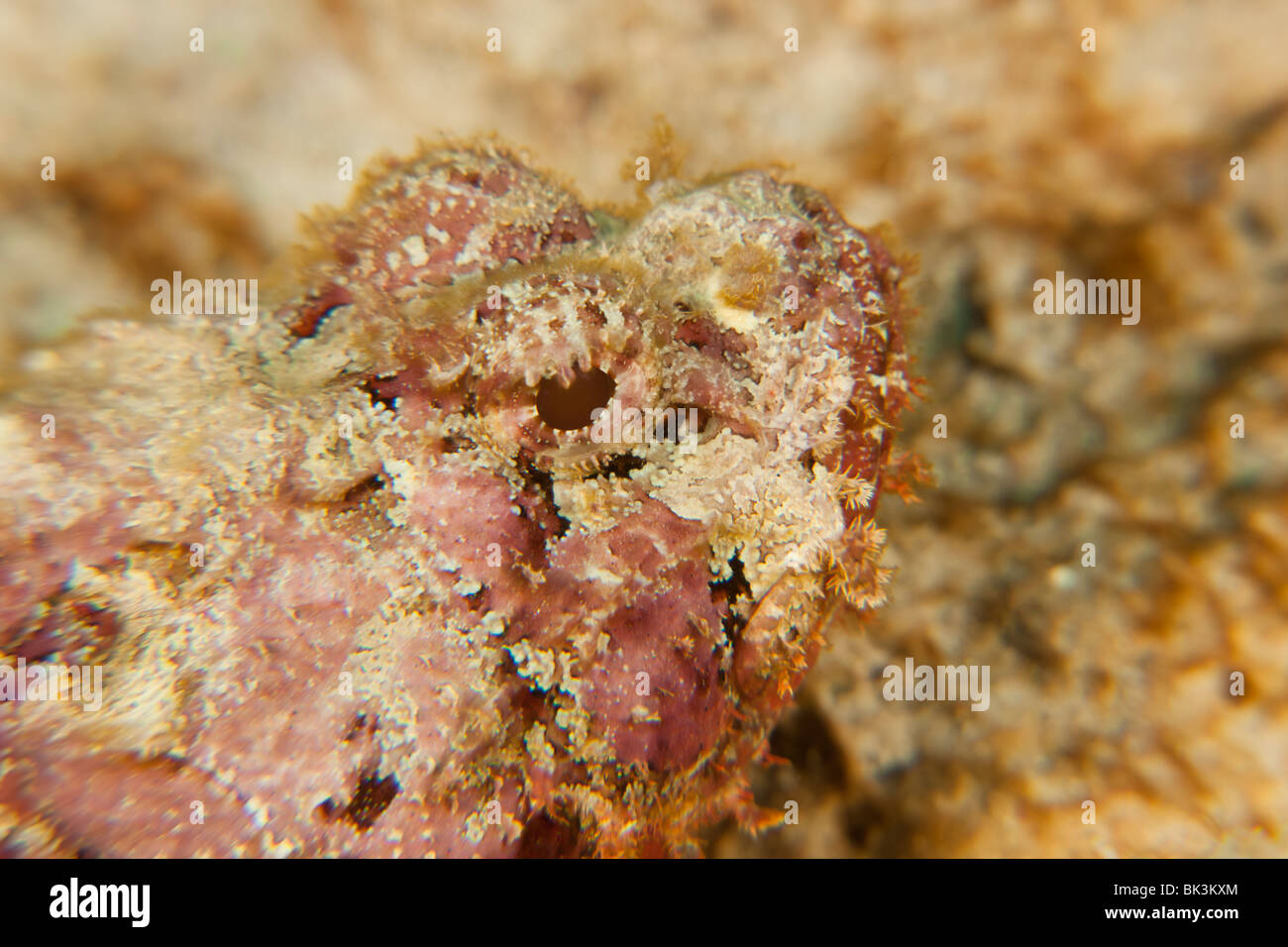 Spotted Scorpionfish (Scorpaena plumieri), Bonaire, Netherlands ...