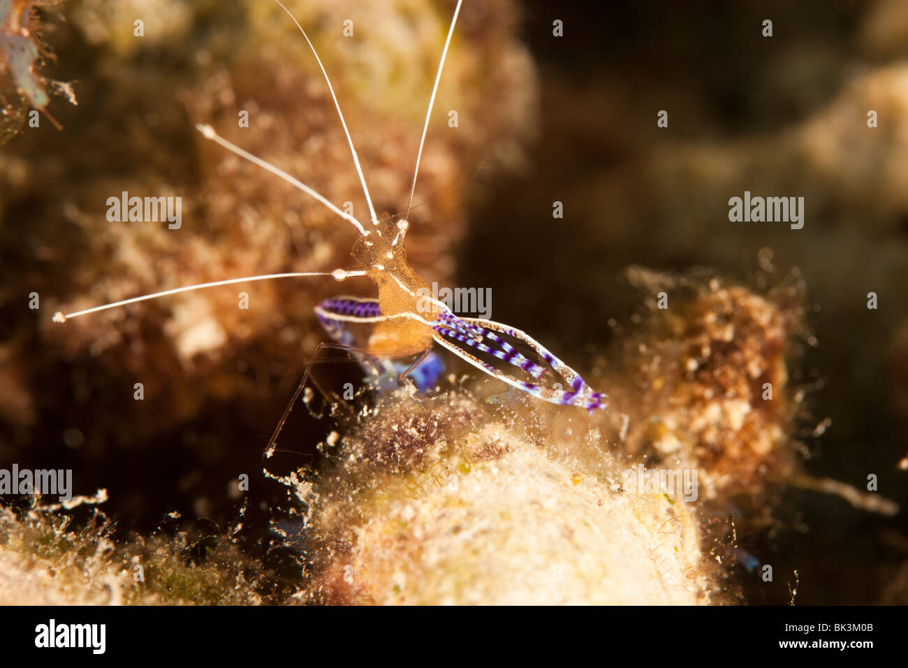 Pederson Cleaner Shrimp (Periclimenes pedersoni), Bonaire, Netherlands ...