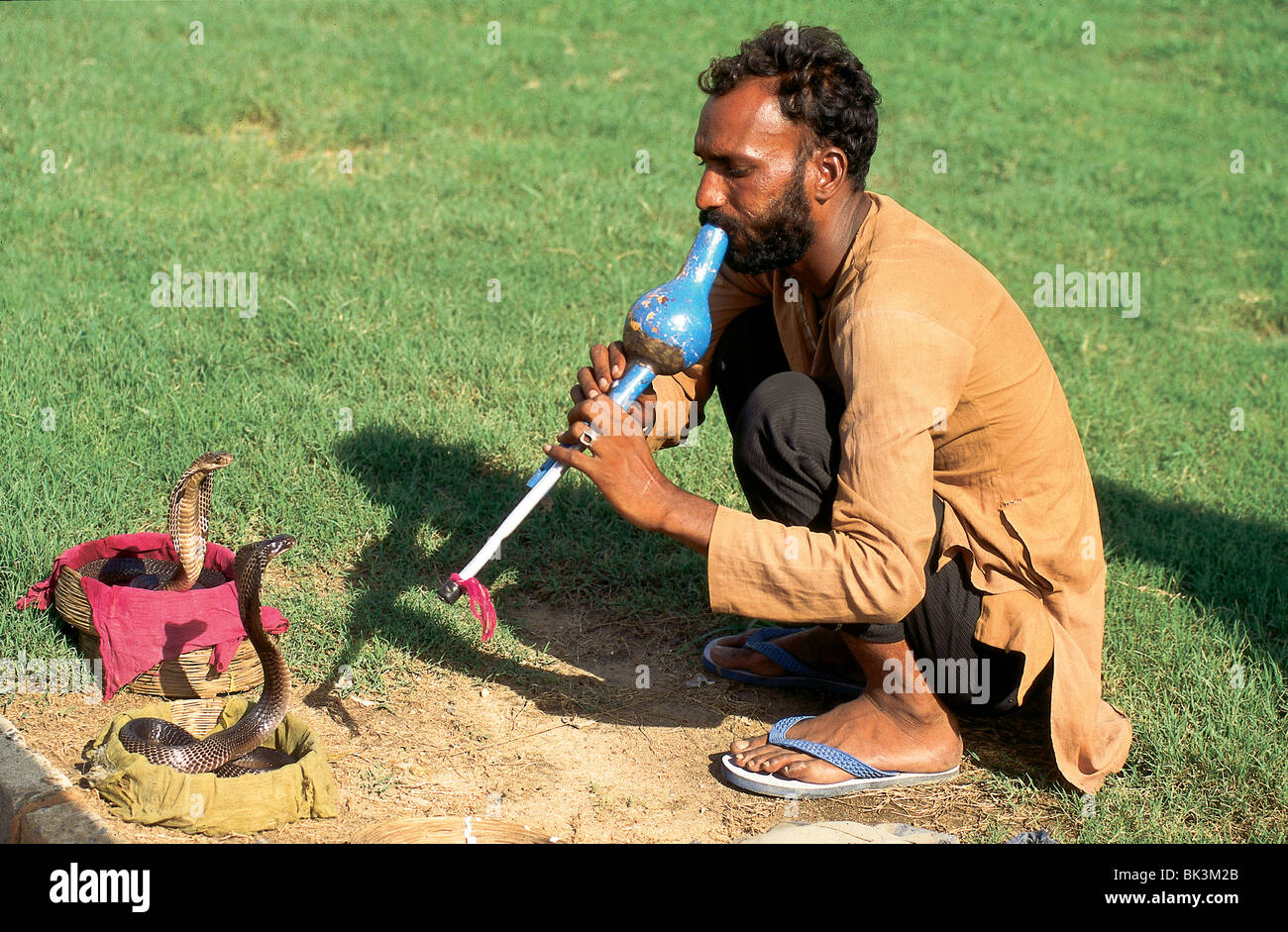 A man playing music on a musical instrument to coiled cobra snakes ...