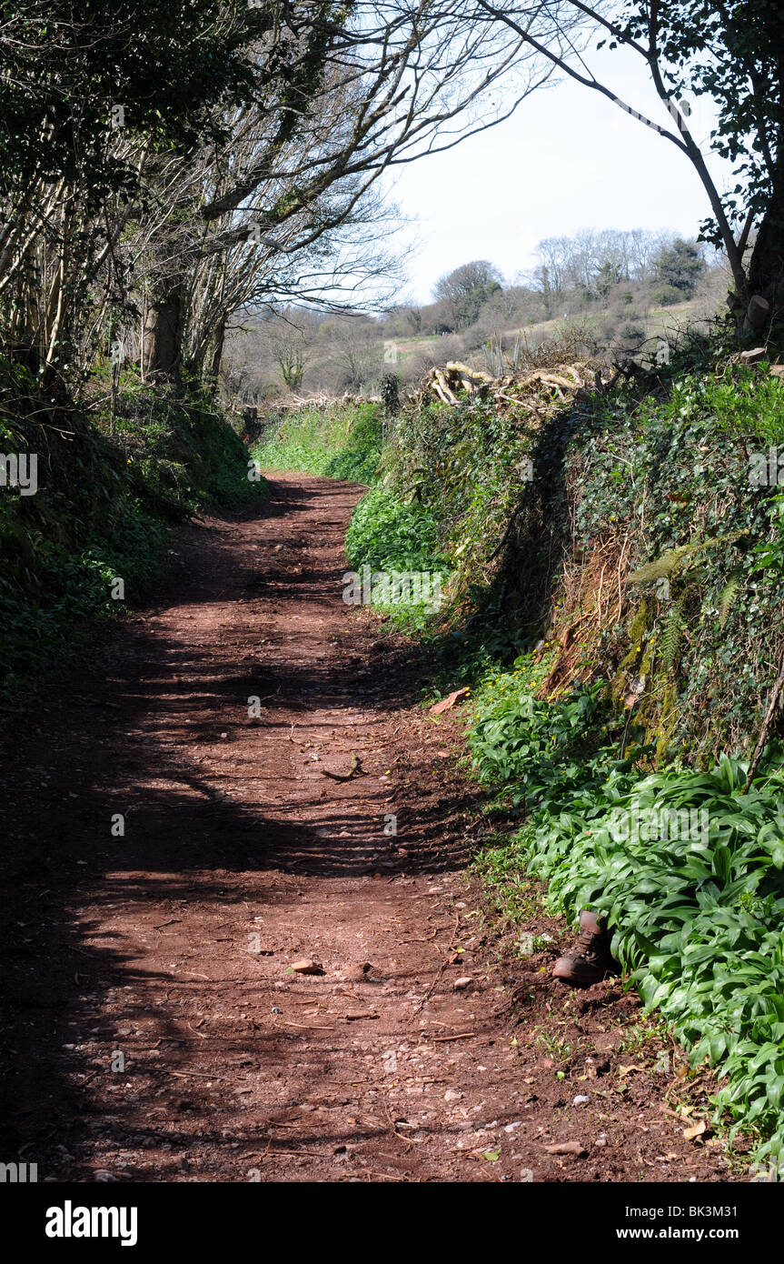 Devon bank and lane Stock Photo - Alamy