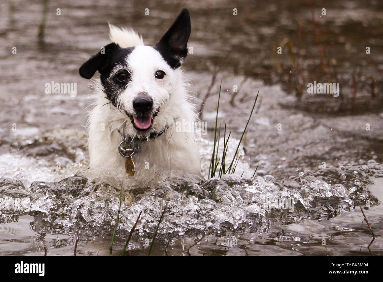 Dog in Water Stock Photo - Alamy