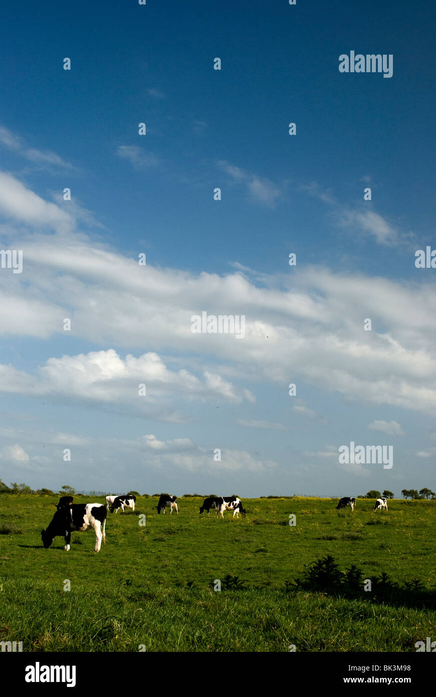 Cows in Lancashire Field Stock Photo - Alamy