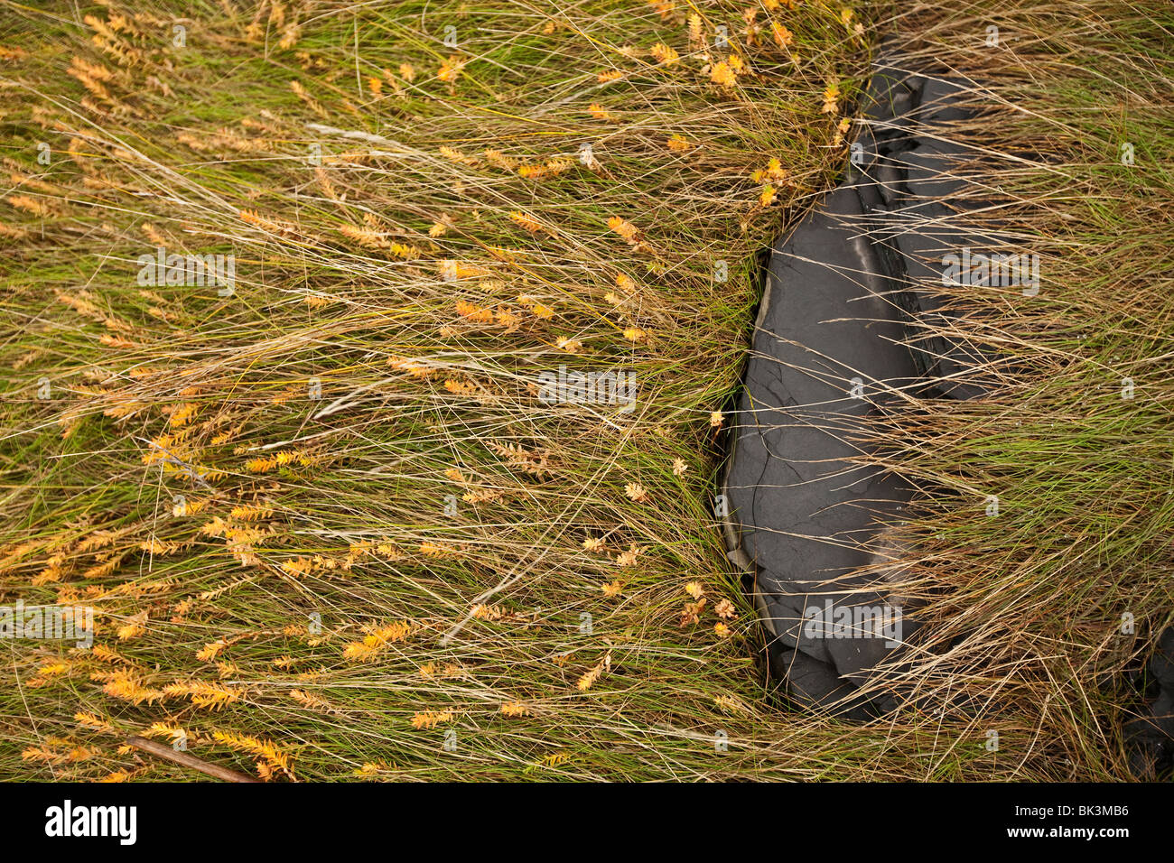 Rock and grass hi-res stock photography and images - Alamy