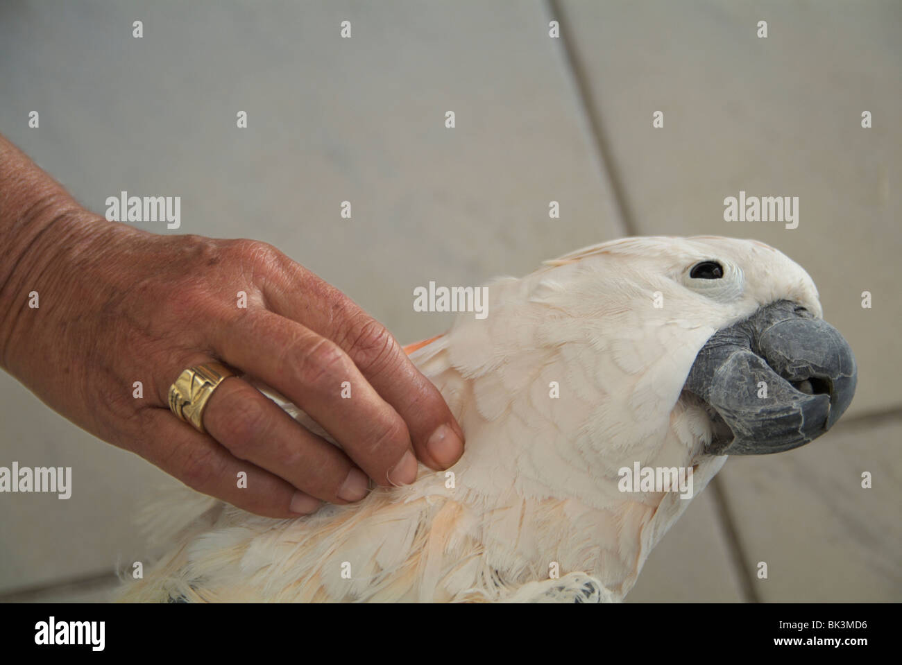 A woman's hand stroking a Cockatoo's neck in a wildlife rehabilitation ...