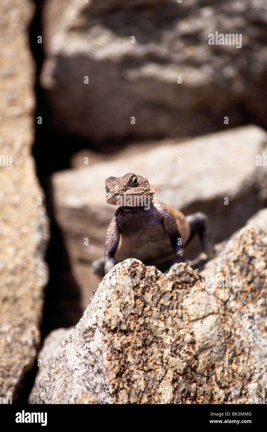 Reptile lizard in the Serengeti National Park, Tanzania, Africa Stock ...