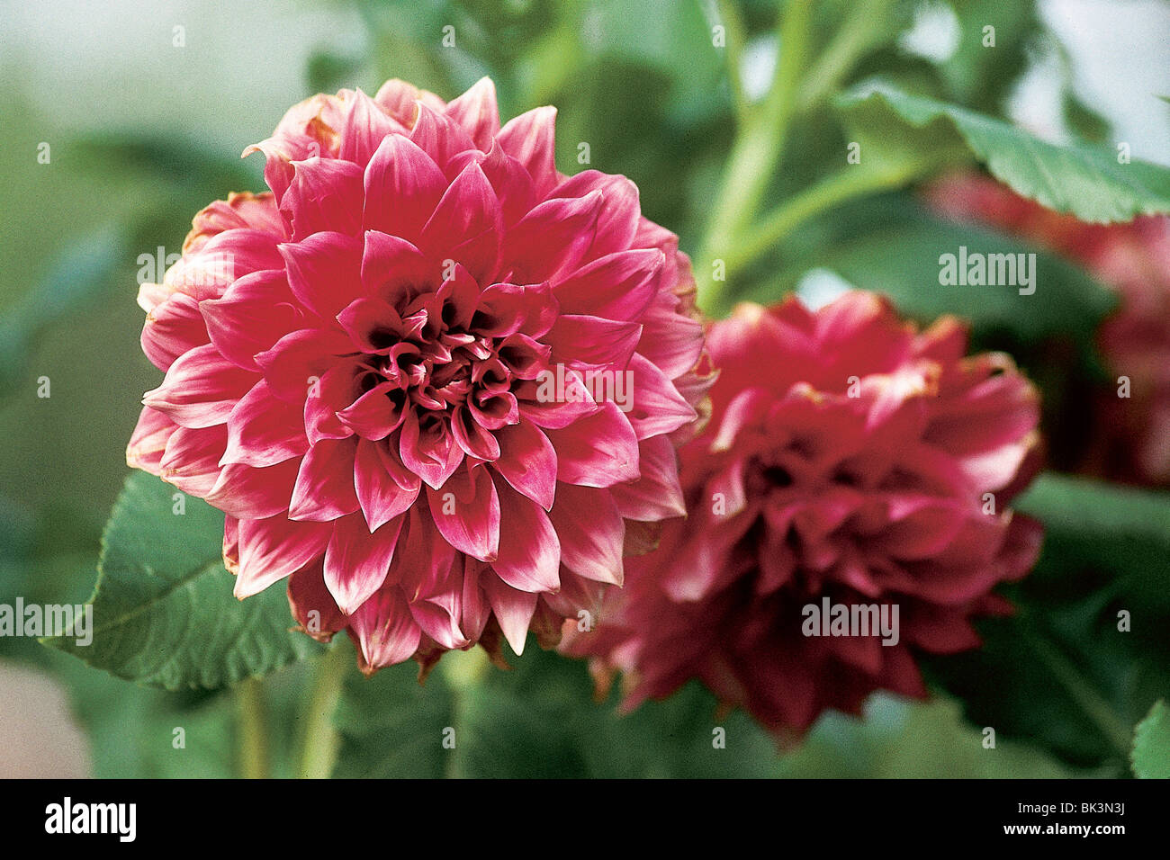 Blossom dahlia blossoms dahlias hi-res stock photography and images - Alamy