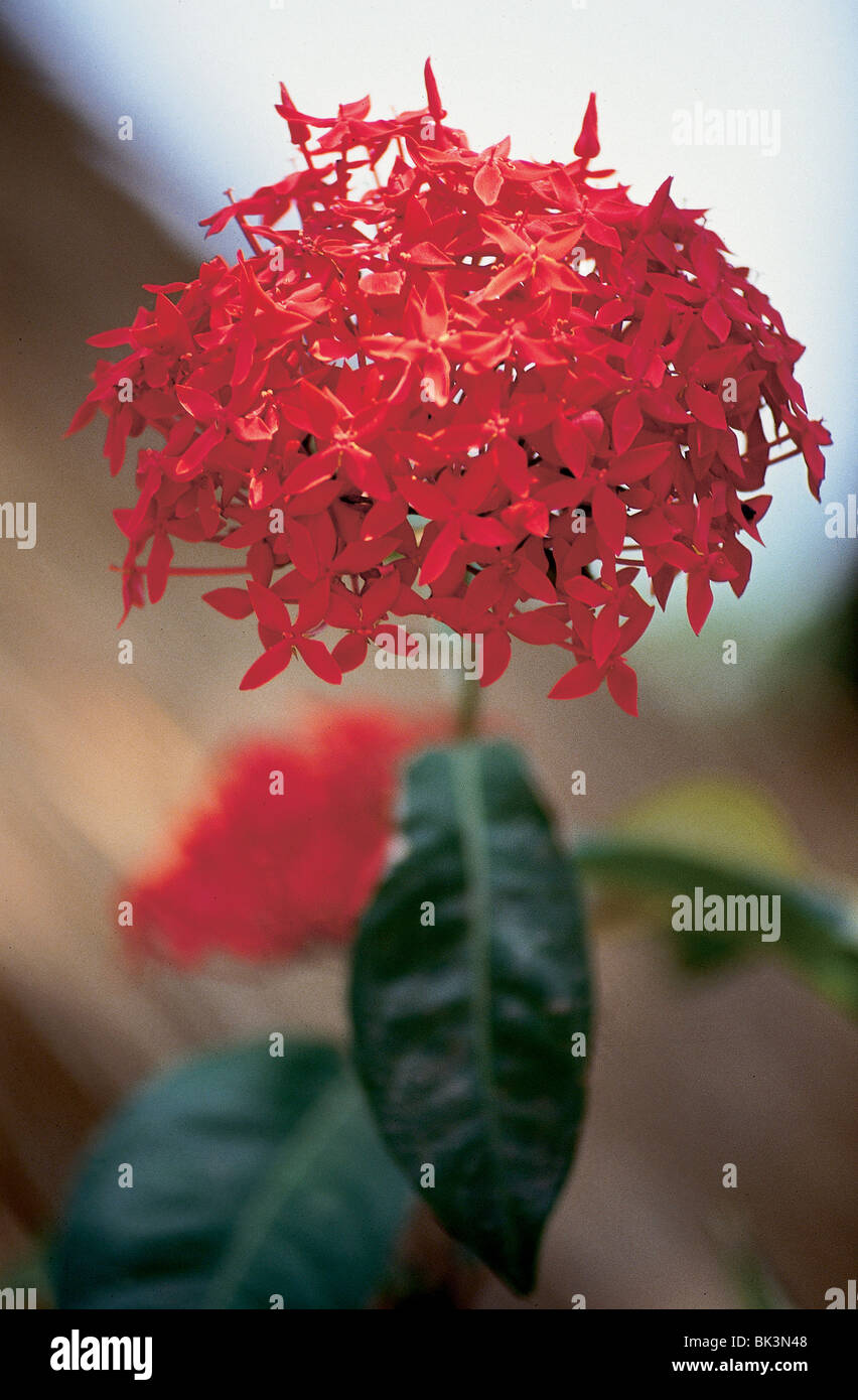 Ixora coccinea (commonly known as Jungle Geranium, Flame of the Woods ...