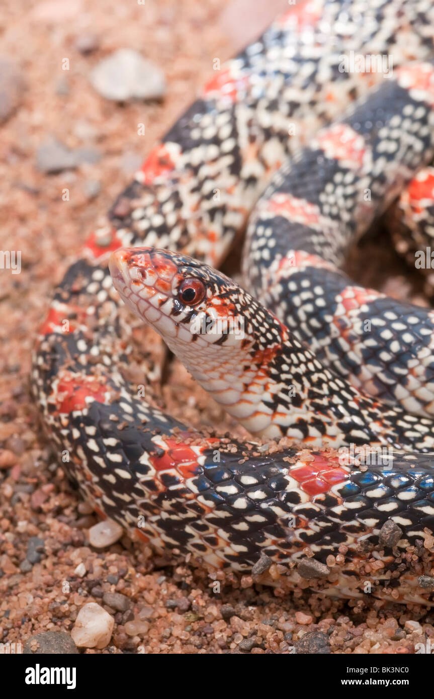 Texas long nosed snake, Rhinocheilus lecontei tessellatus, native to ...