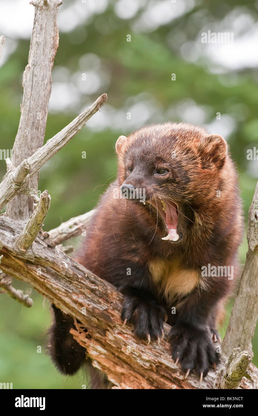 Fisher, Martes pennanti, native to North America Stock Photo - Alamy