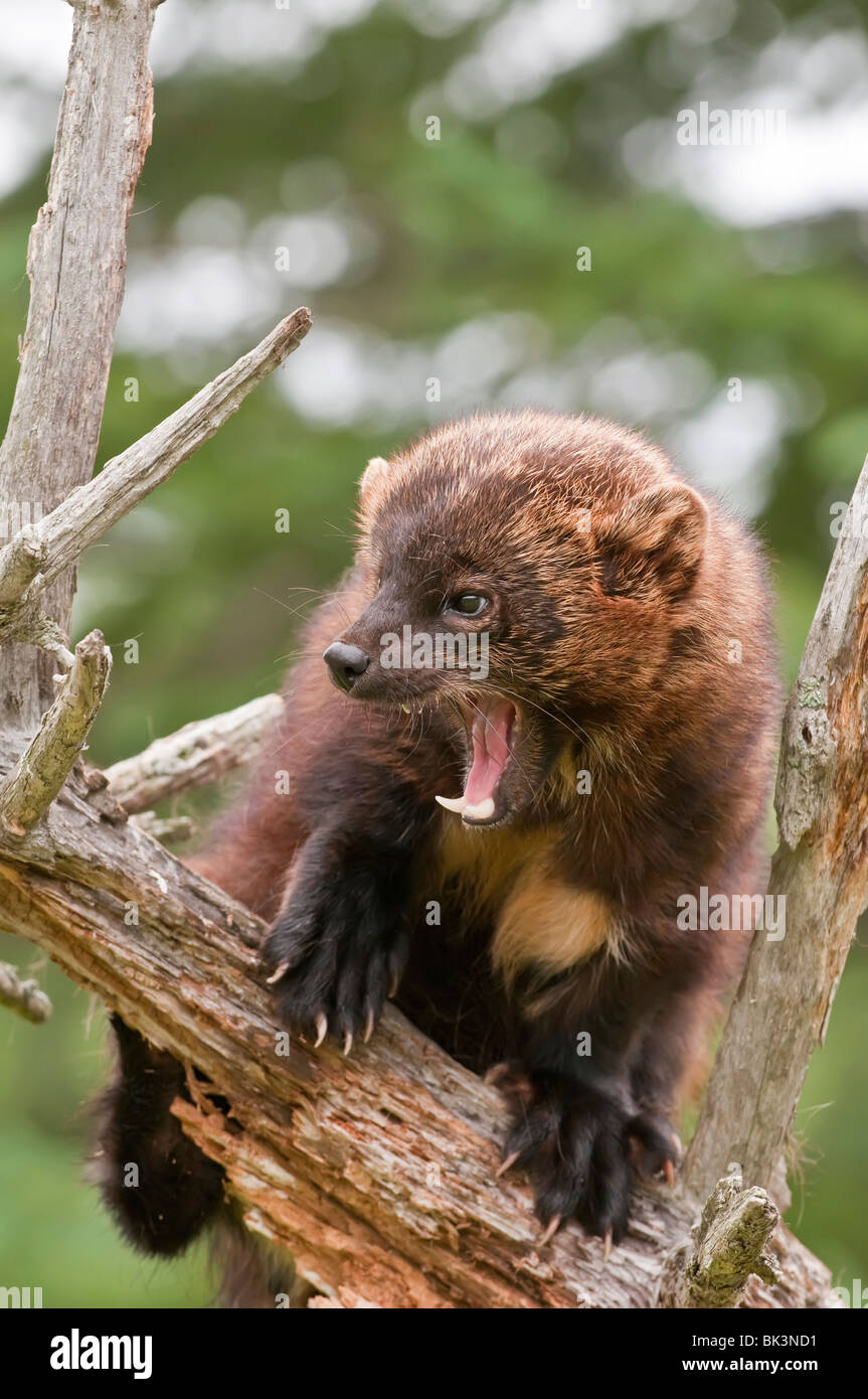 Fisher, Martes pennanti, Minnesota, USA Stock Photo - Alamy