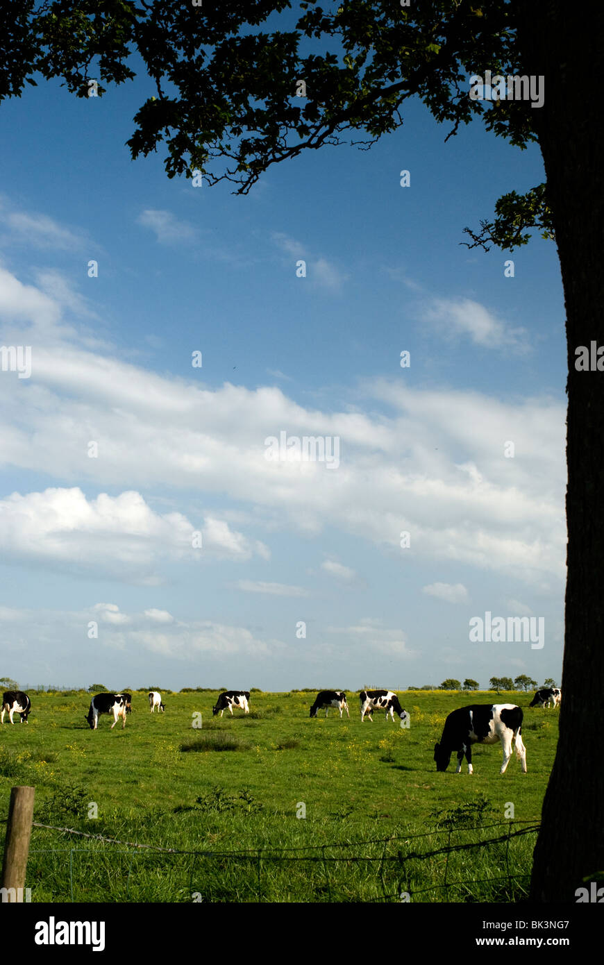 Cows in Lancashire Field Stock Photo - Alamy