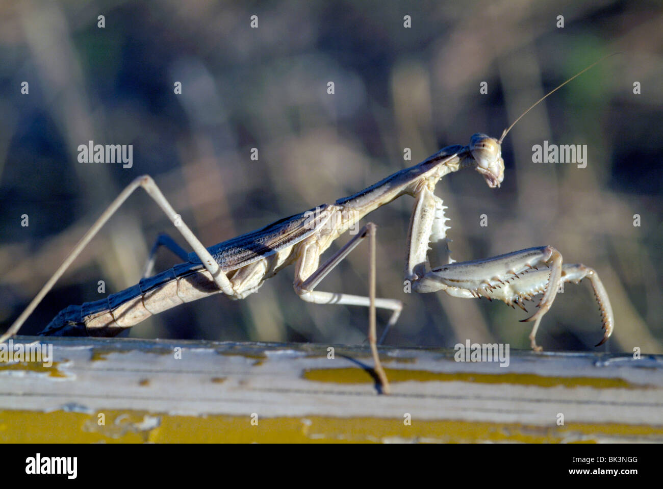 Praying Mantis on bamboo. Thassos, Greece, September 2006 Stock Photo ...