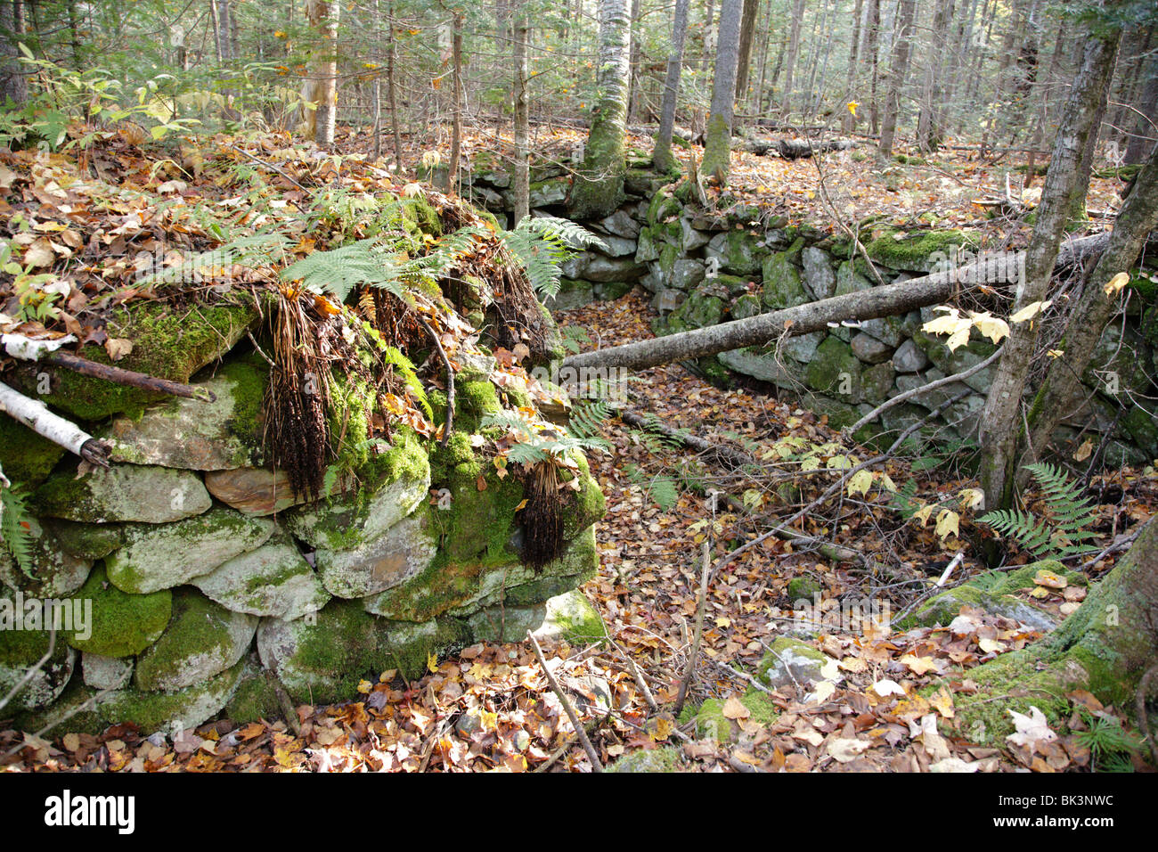 Cellar hole from old settlement along Sandwich Notch Road during the ...