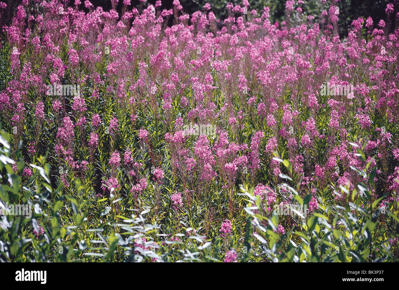 Chamaenerion angustifolium, fireweed, great willowherb, rosebay willowherb blossoming ...