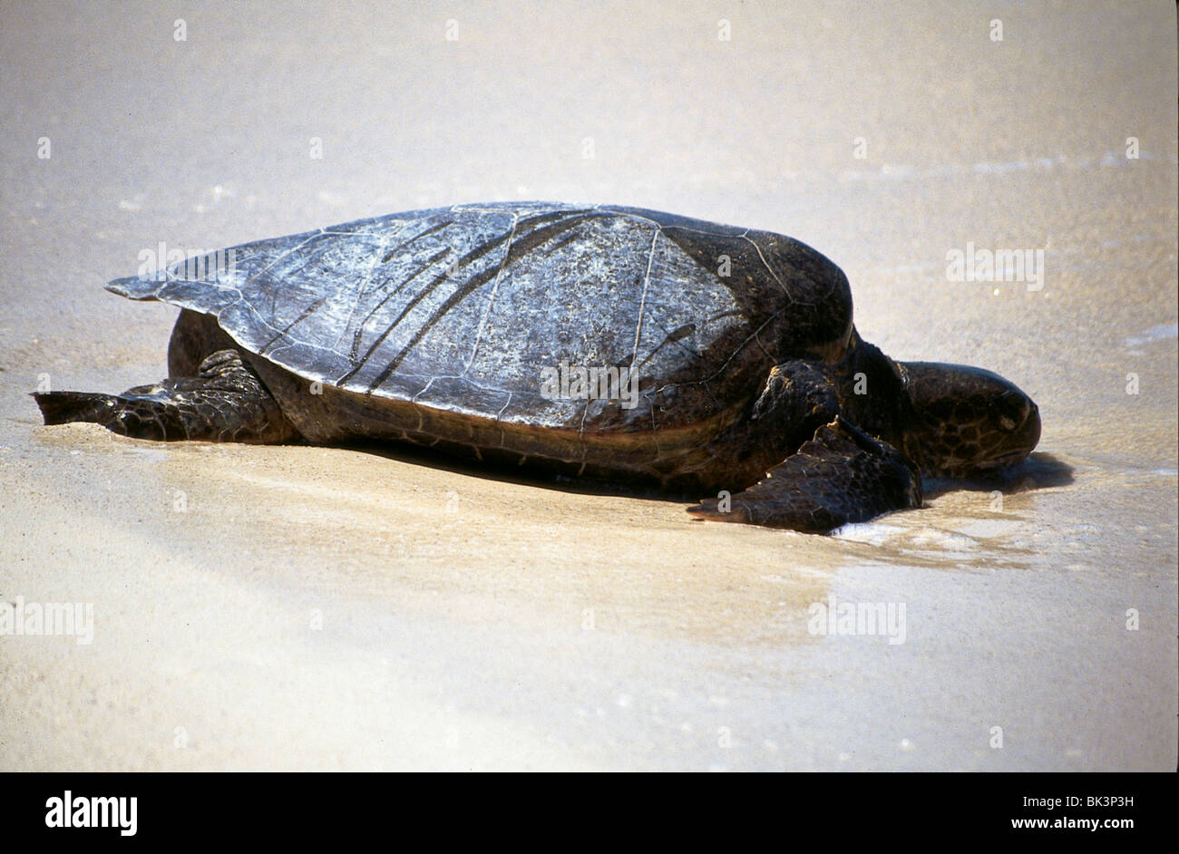 Latin american sea turtles hi-res stock photography and images - Alamy