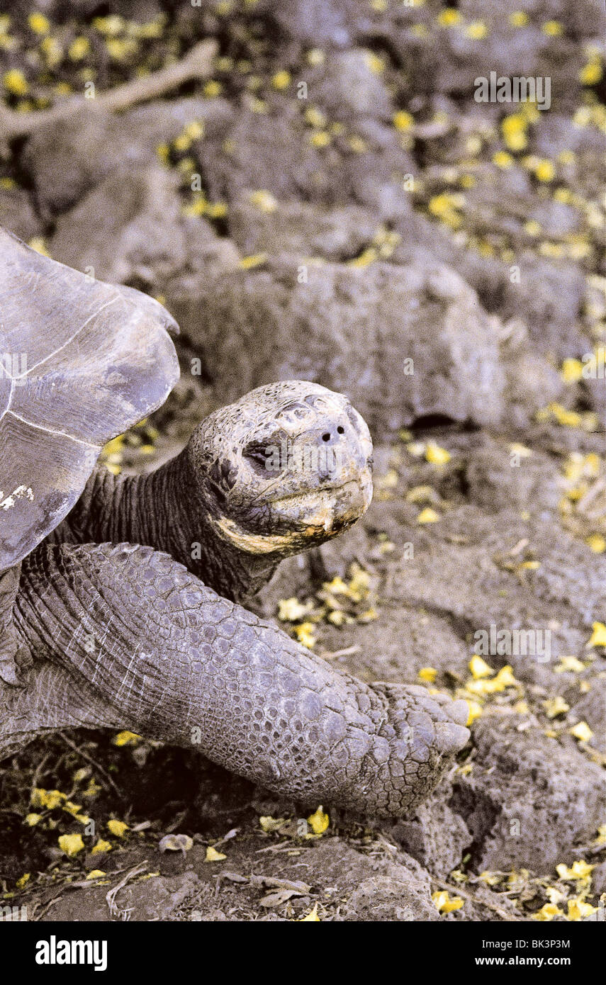 A close-up of the head and front right leg of a Galápagos giant ...