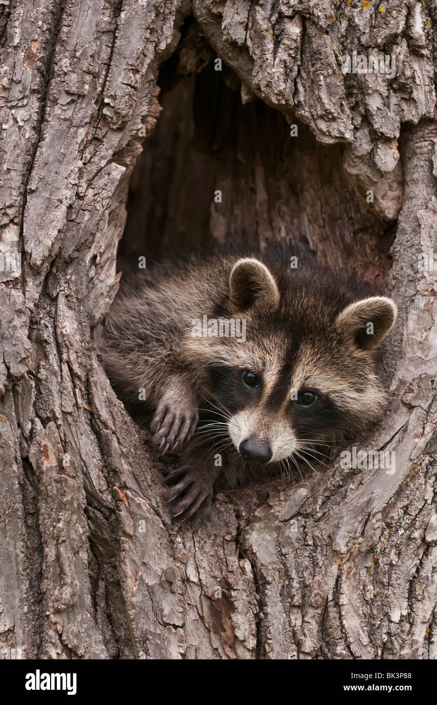 North American raccoon, Procyon lotor, 2 months old, native to North ...