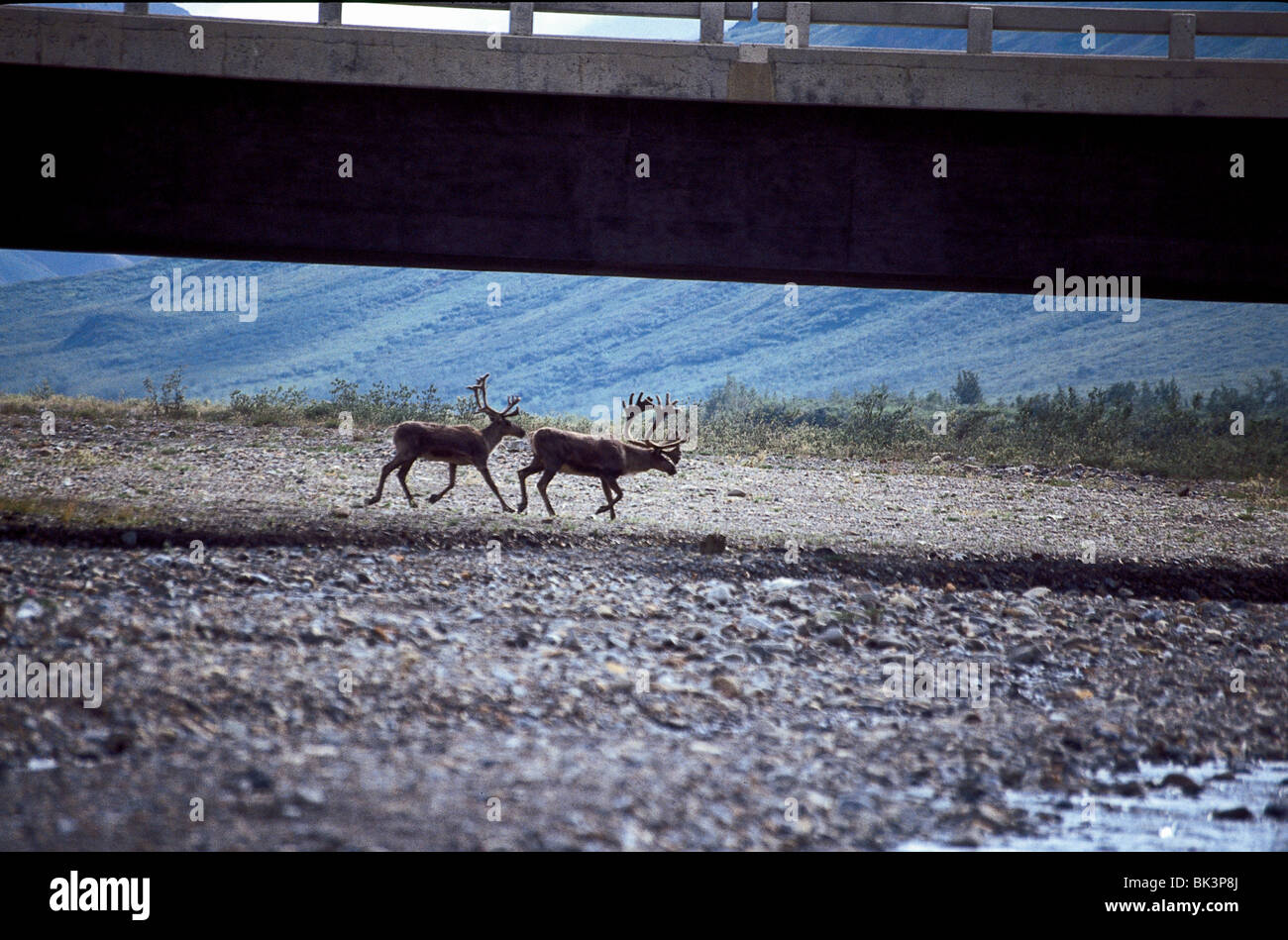 Two caribou reindeer walking under a bridge in Alaska, United States ...
