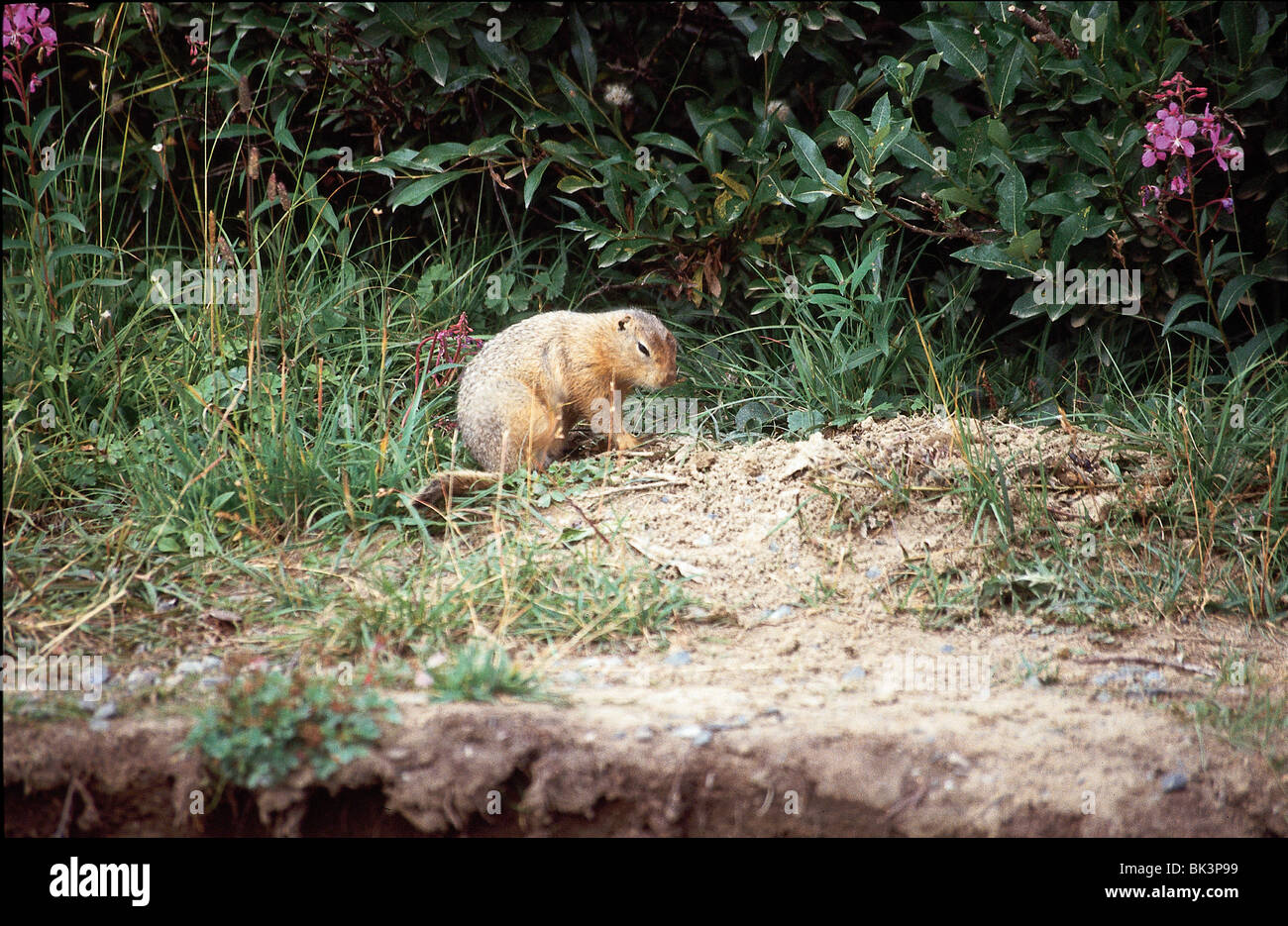 One North American Arctic Ground Squirrel (Urocitellus parryii) in ...