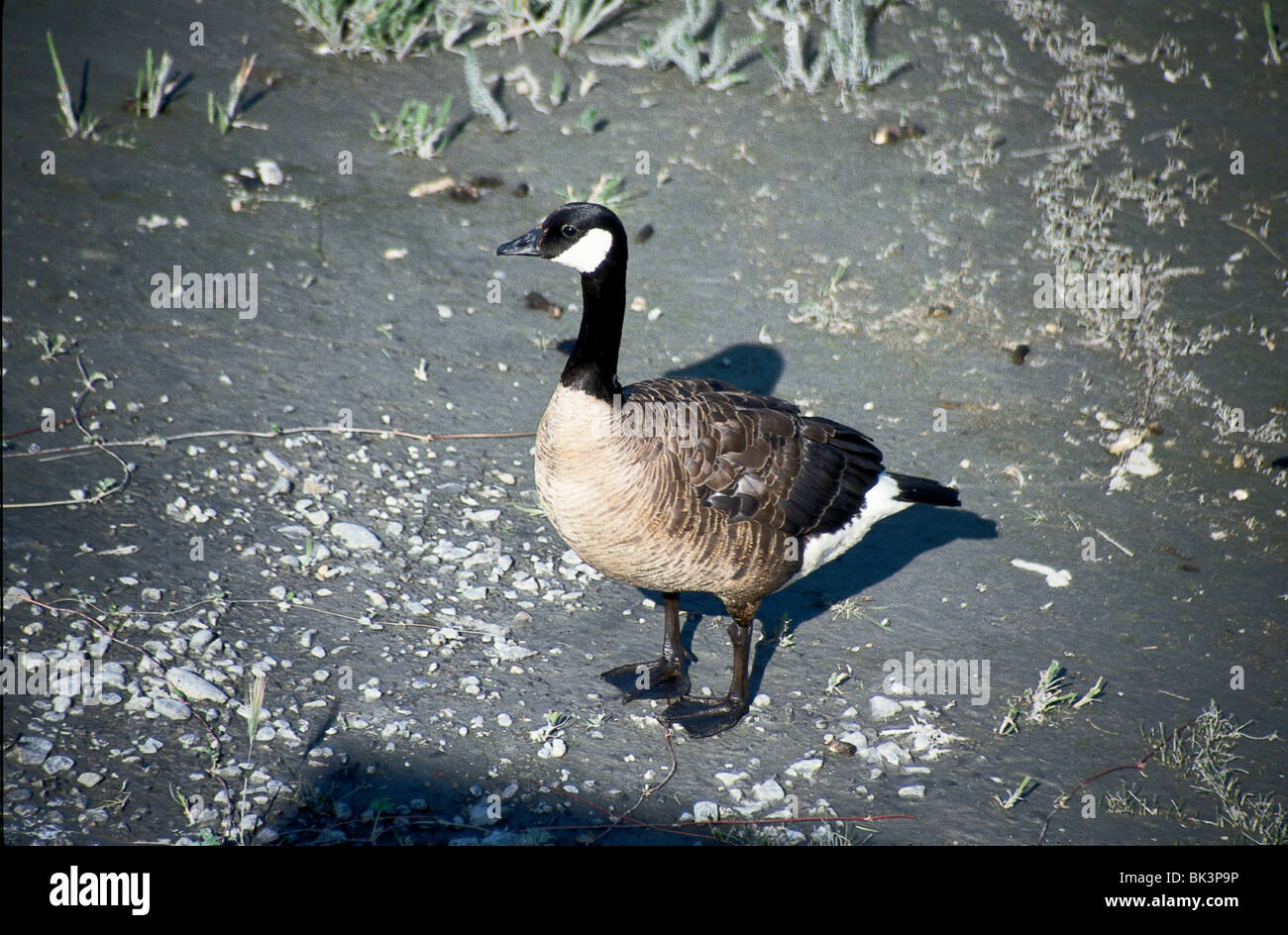 Geese summer alaska hi-res stock photography and images - Alamy