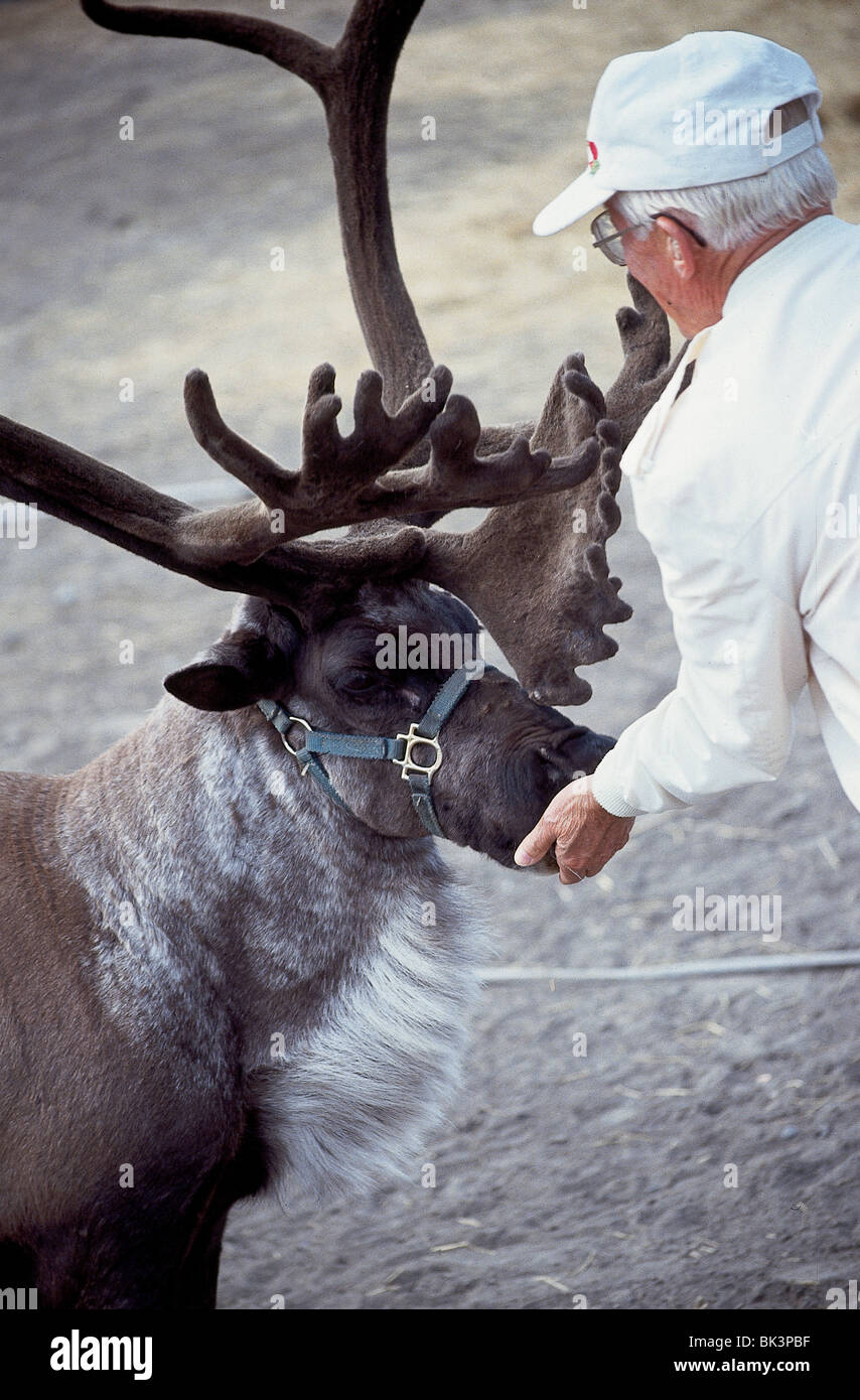 Tourist attraction of feeding a tame caribou on a caribou reindeer farm ...