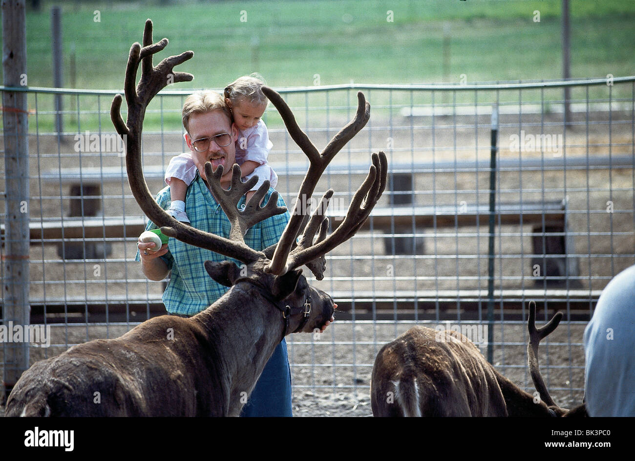 Father and daughters tourists viewing a caribou with large antlers on a ...