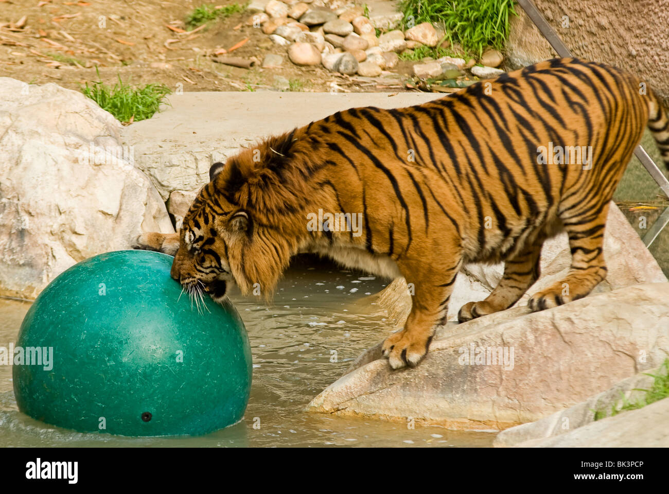 Tiger Ball High Resolution Stock Photography and Images - Alamy