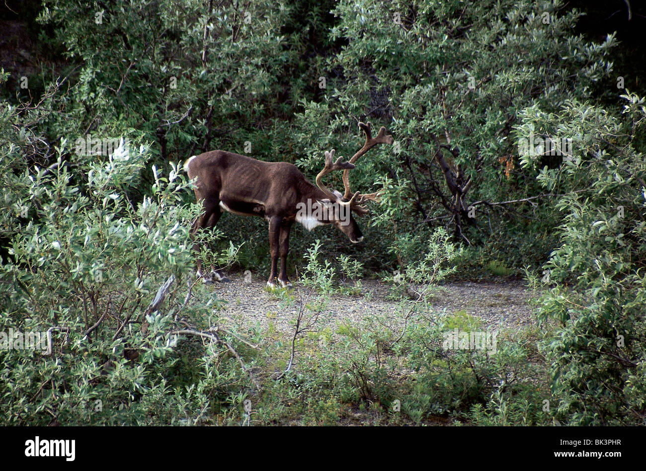 One caribou reindeer (Rangifer tarandus) with a large rack of velvet ...