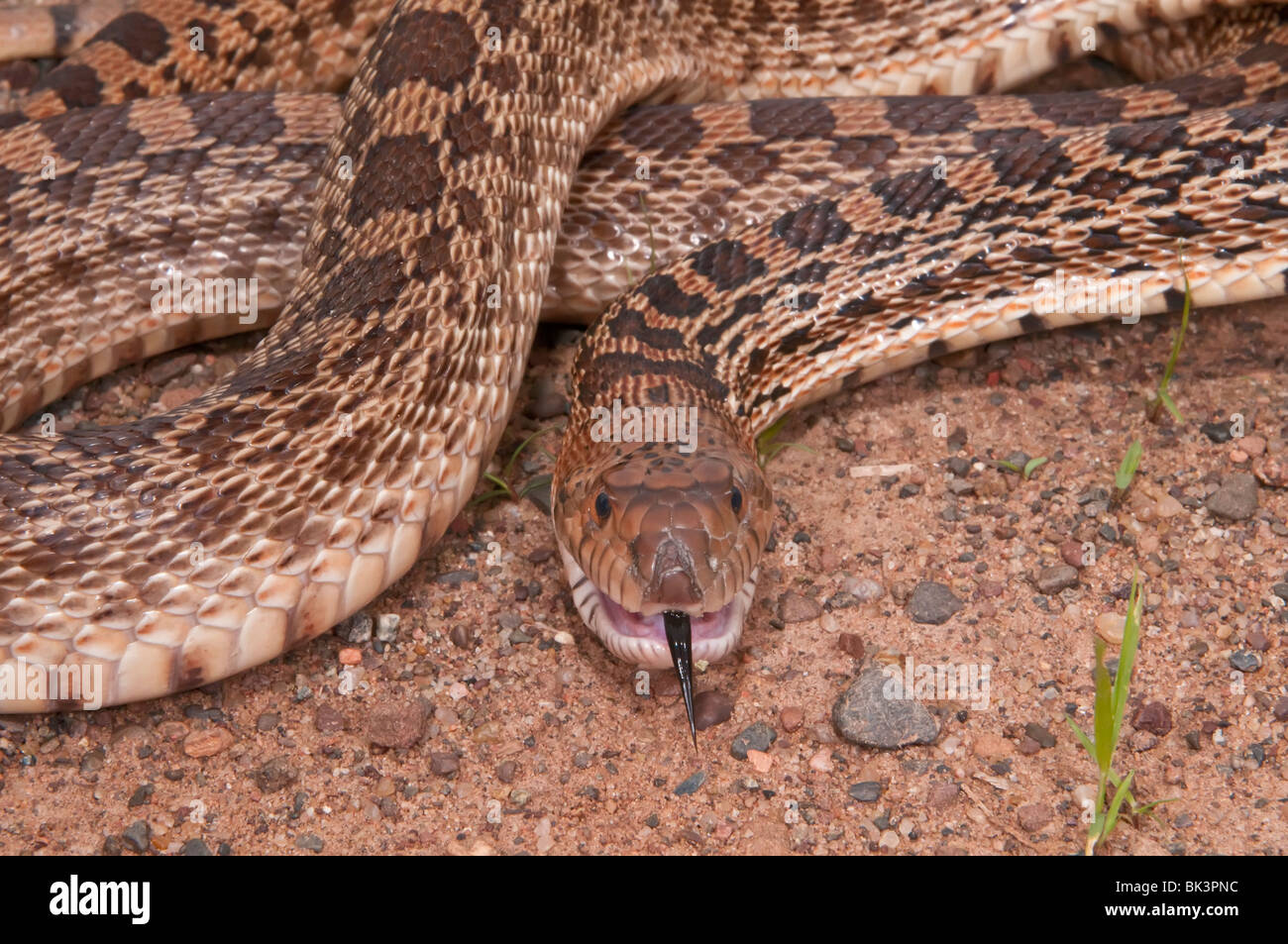 Western bull snake hi-res stock photography and images - Alamy