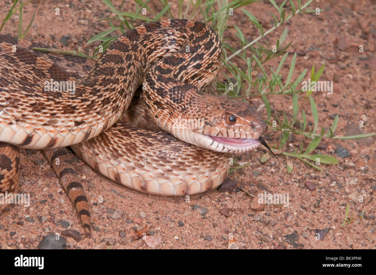 Texas bull snake, Pituophis catinefer sayi, native to southern ...