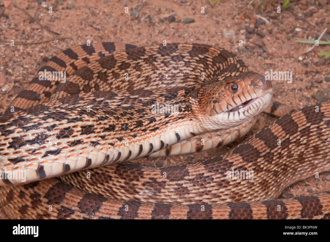 Western bull snake hi-res stock photography and images - Alamy