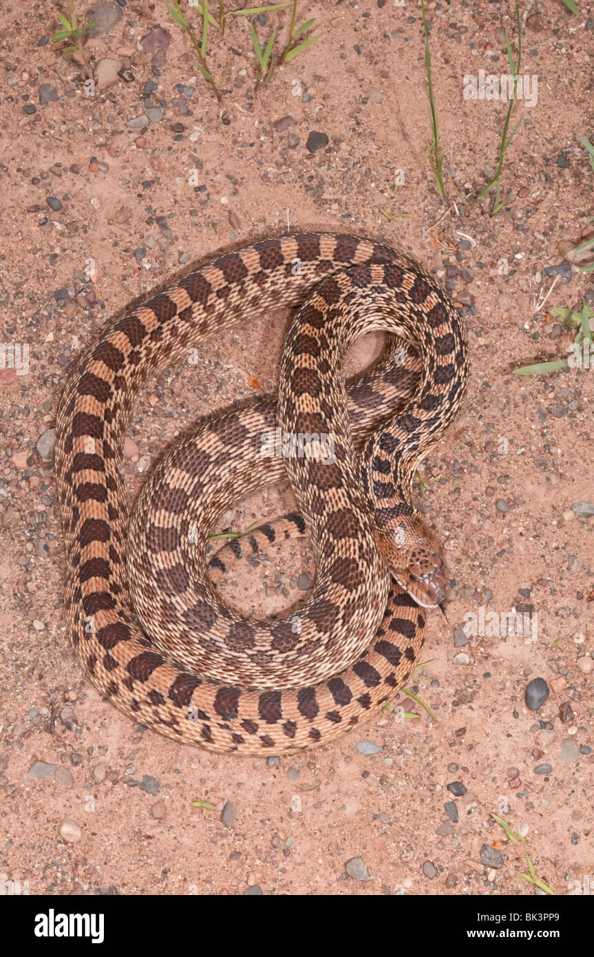 Texas bull snake, Pituophis catinefer sayi, native to southern ...