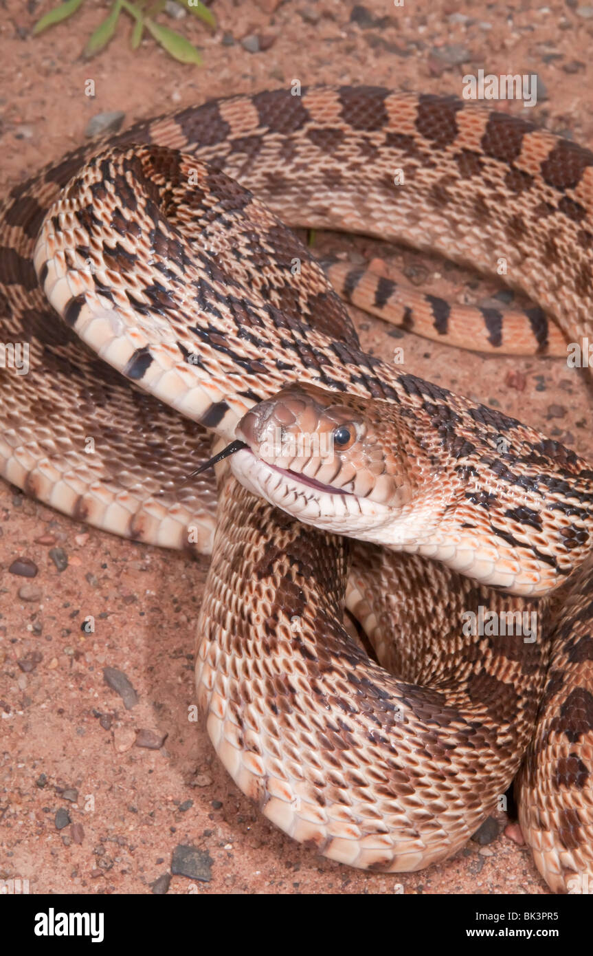 Texas bull snake, Pituophis catinefer sayi, native to southern ...