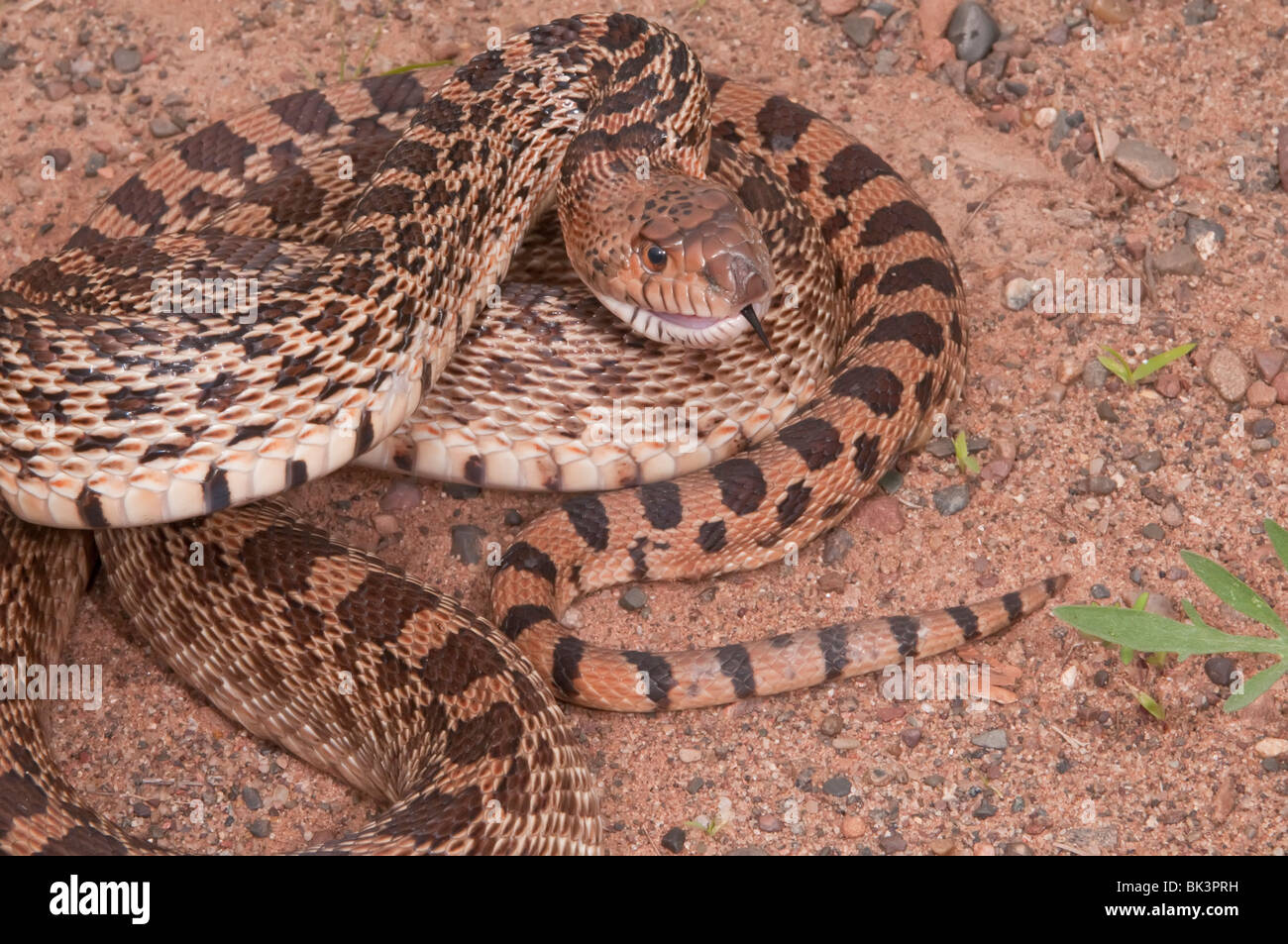 Western bull snake hi-res stock photography and images - Alamy