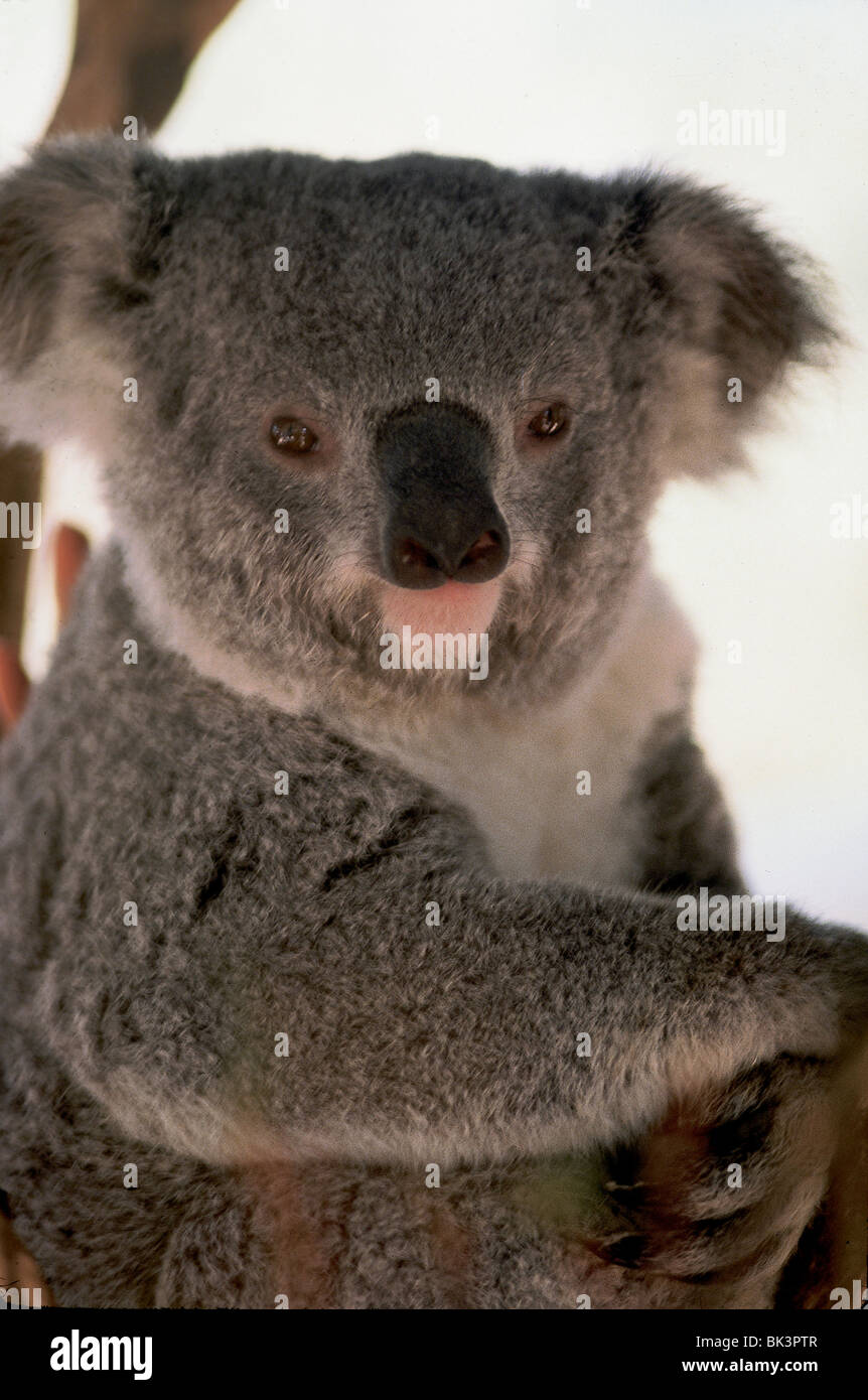 Close portrait of an arboreal herbivorous marsupial Koala in Australia ...