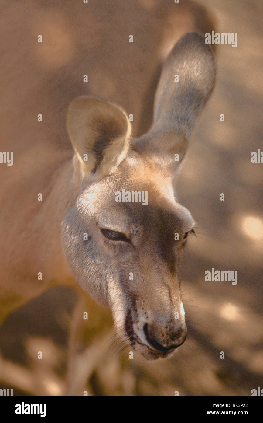 Selective focus head shot of a kangaroo with long ears , Australia ...