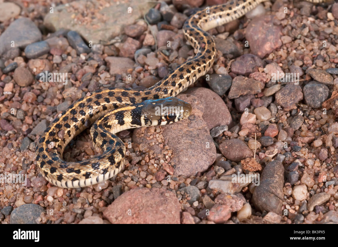 Checkered garter snake, Thamnophis marcianus, native to southern United ...