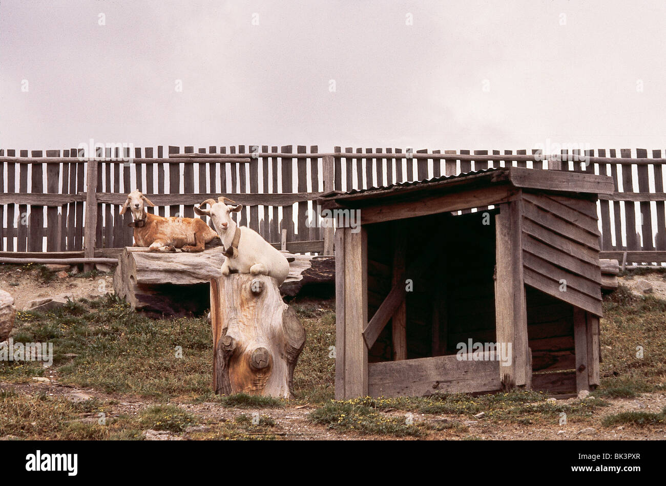 Australian goat ranch hi-res stock photography and images - Alamy